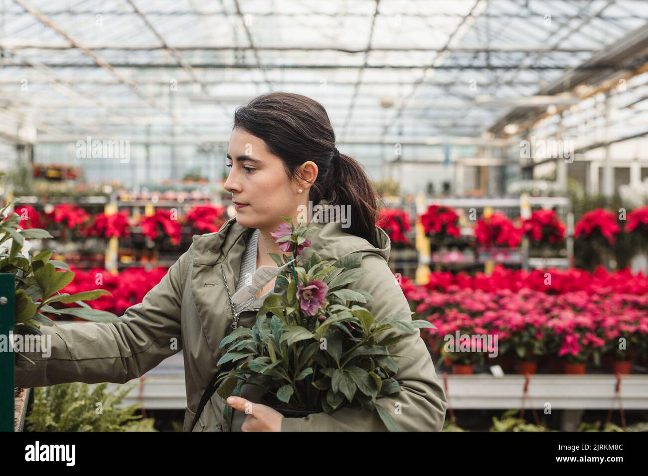 Serious adult florist in casual clothes holding houseplant with green ...