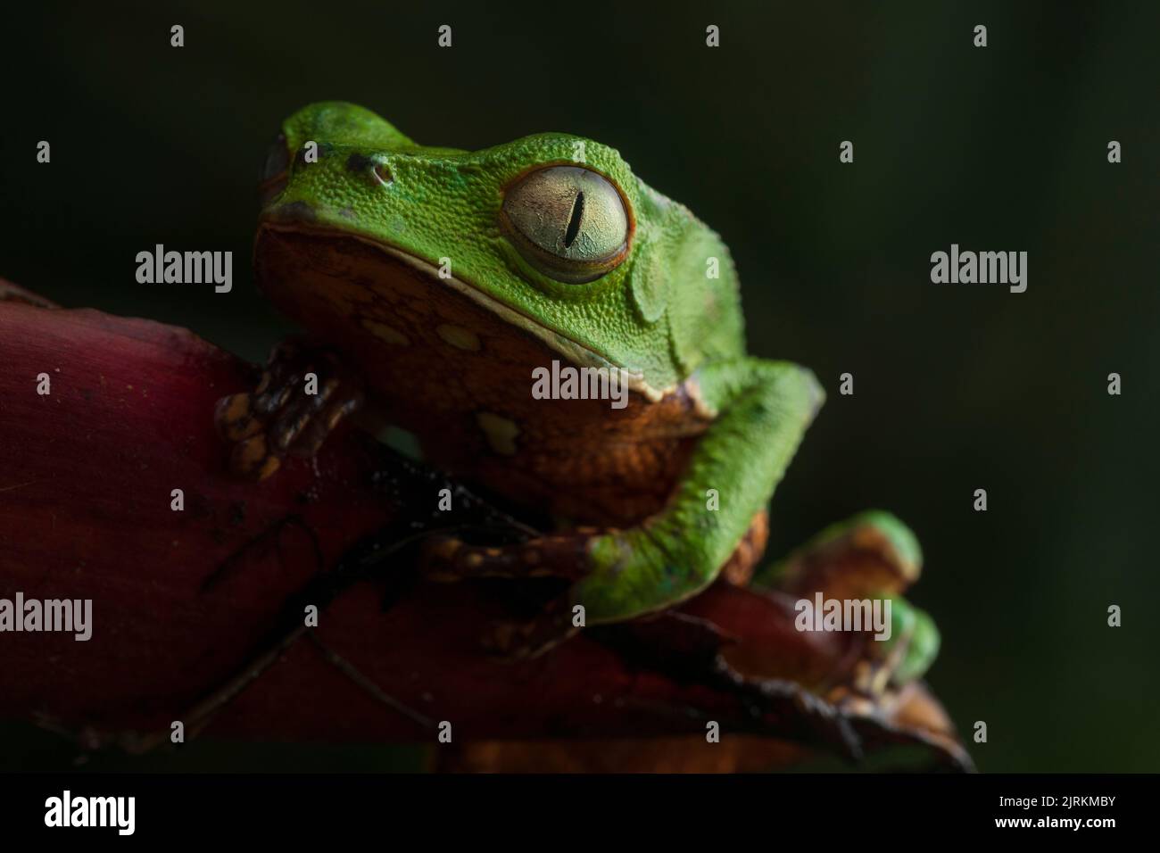 Phyllomedusa species: Green toad from Ecuador Stock Photo - Alamy