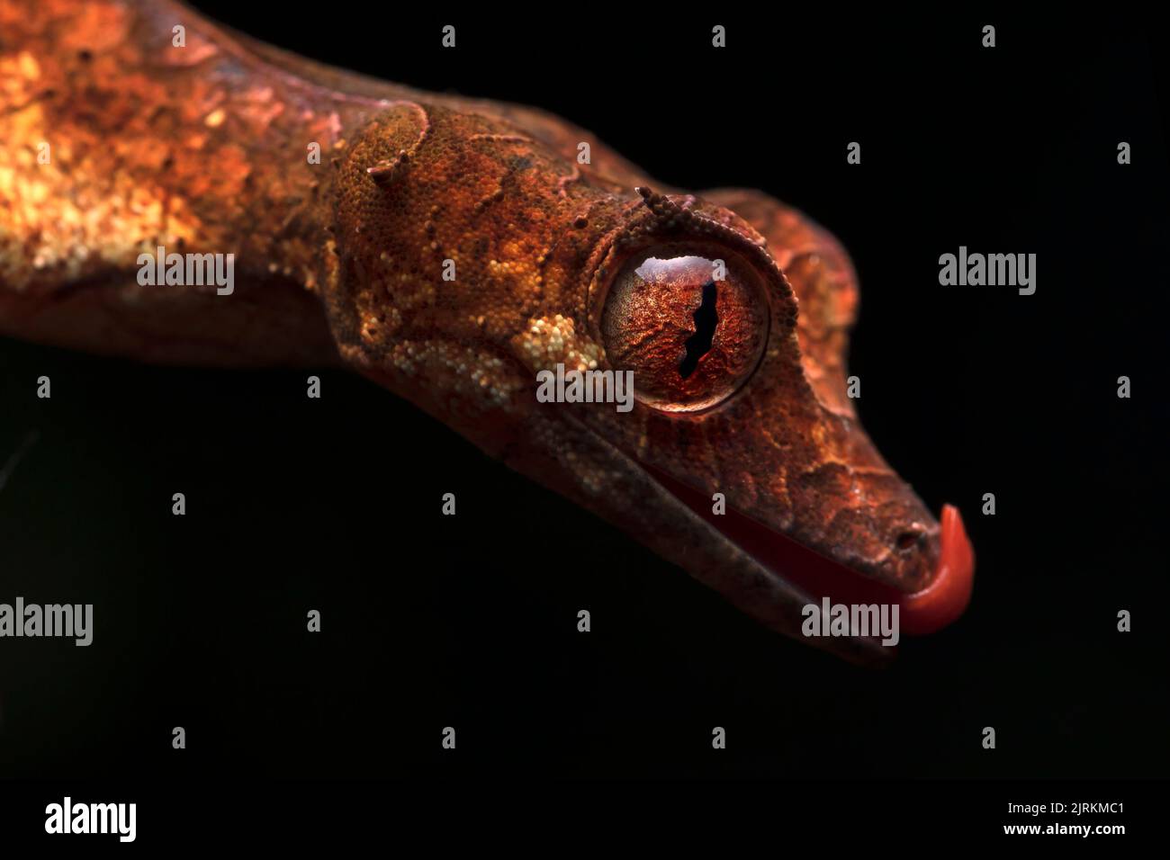 Uroplatus phantasticus: Gecko from Madagascar over dark background ...