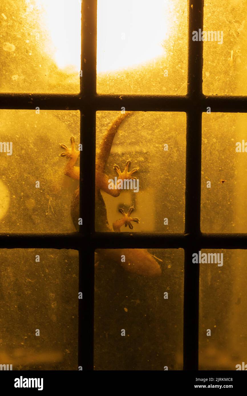 Hemidactylus spp: Gecko from Madagascar crawling on window Stock Photo ...