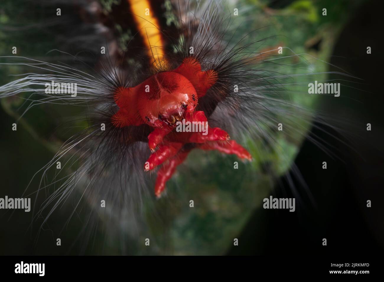 Macro shot of butterfly's head looking at camera Stock Photo - Alamy