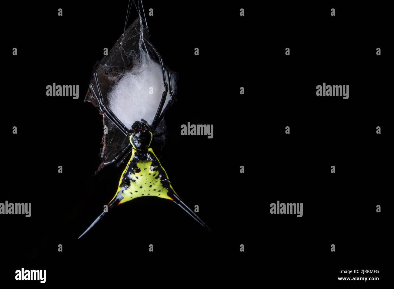 Unknown species of poisonous spider weaving a spider web on black ...