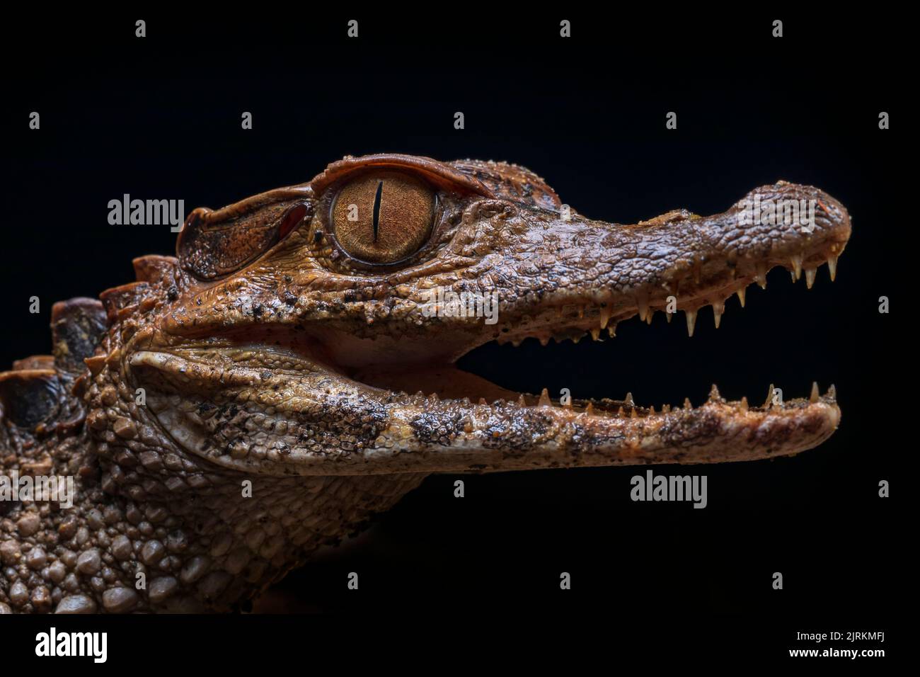 Portrait of Caiman over dark background from Ecuador. Caiman cocodrilus ...