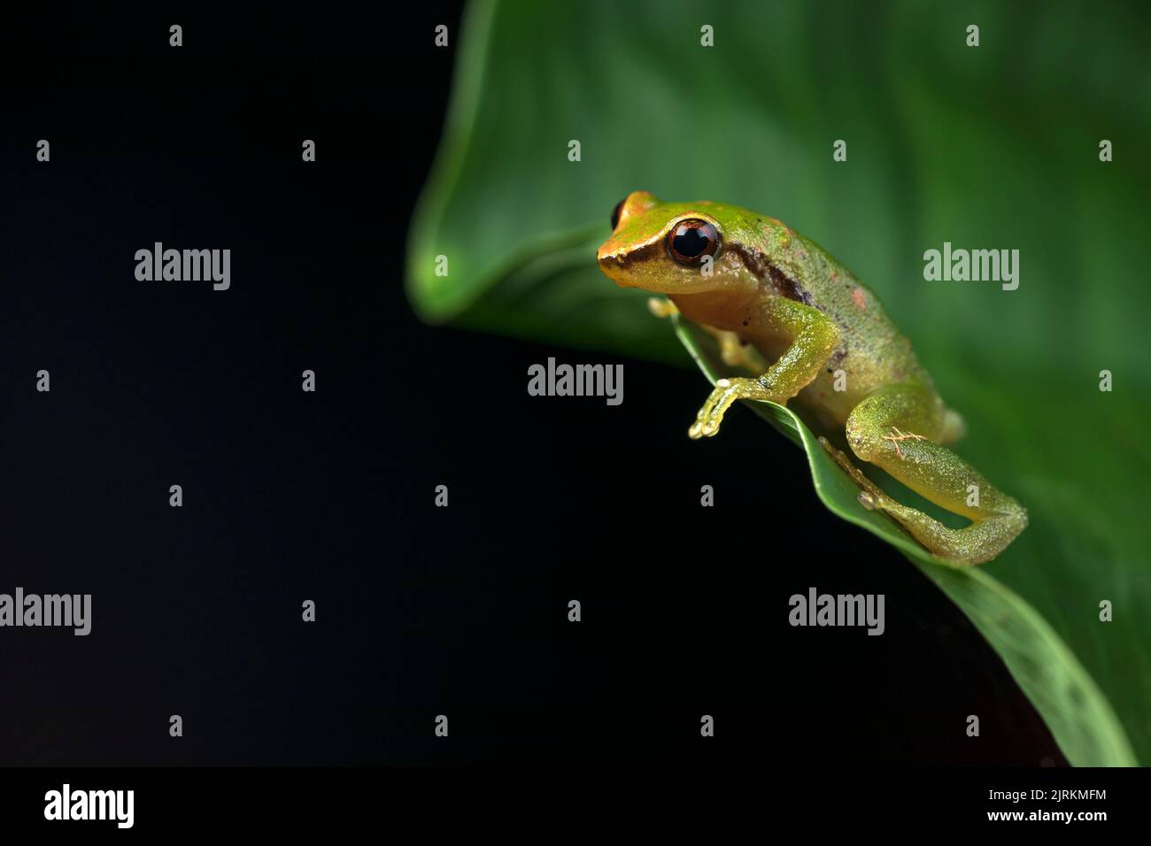 Unknown specie of frog in Ecuador over green leaf Stock Photo - Alamy