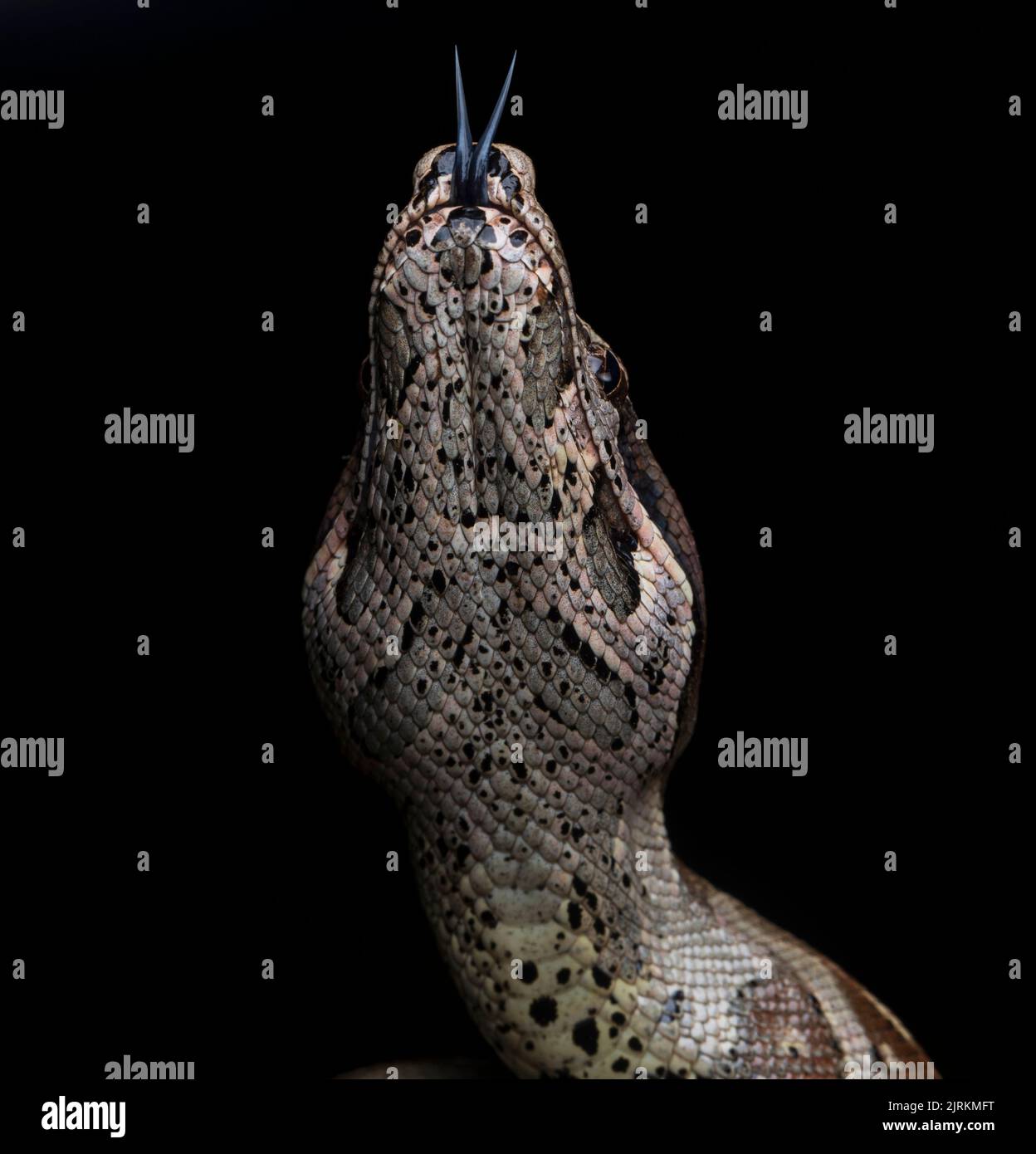 Boa constrictor hanged on tree over dark background Stock Photo - Alamy