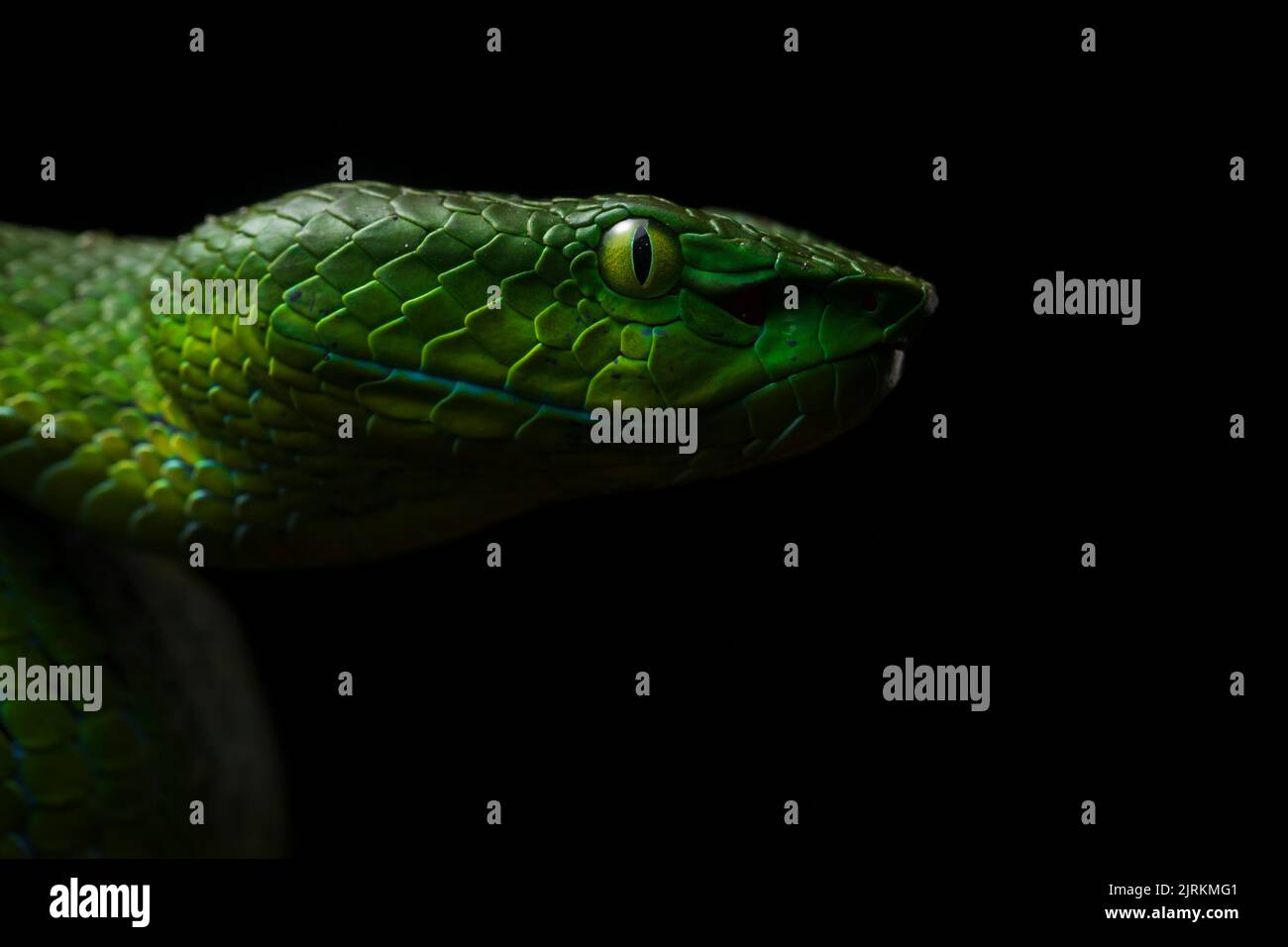 Popeia nebularis: Venomous Viper Snake from Borneo, Malaysia Stock ...