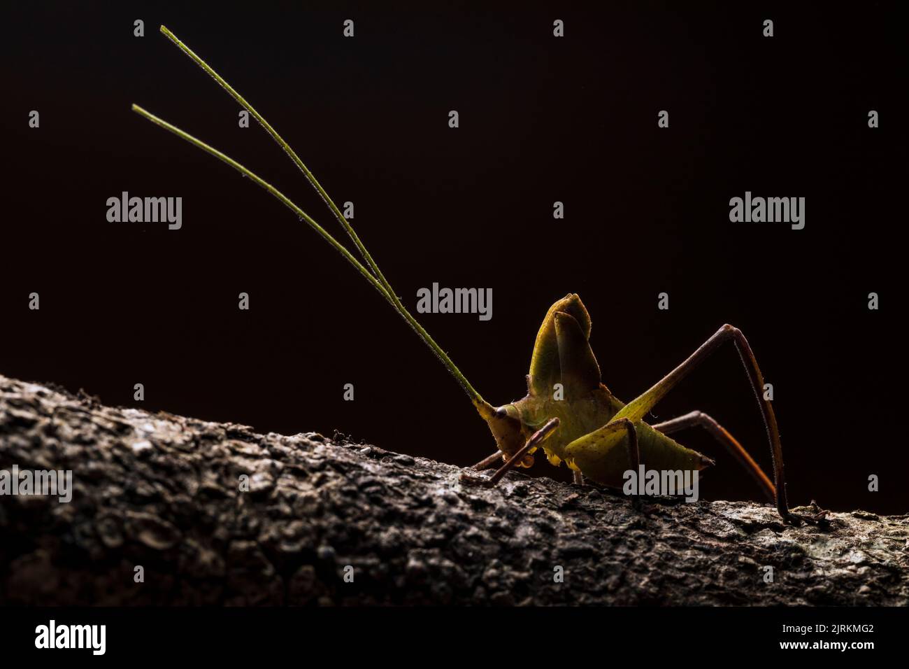 Unknown specie of grasshopper from Ecuador on tree trunk Stock Photo ...