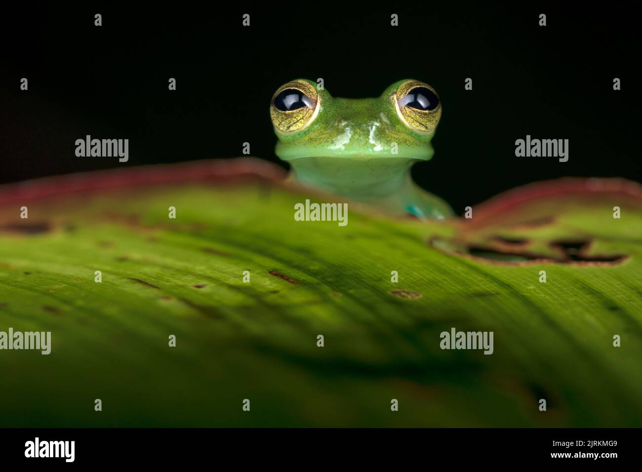 Esparadana prosoblepon: Glass frog from Ecuador over dark background ...