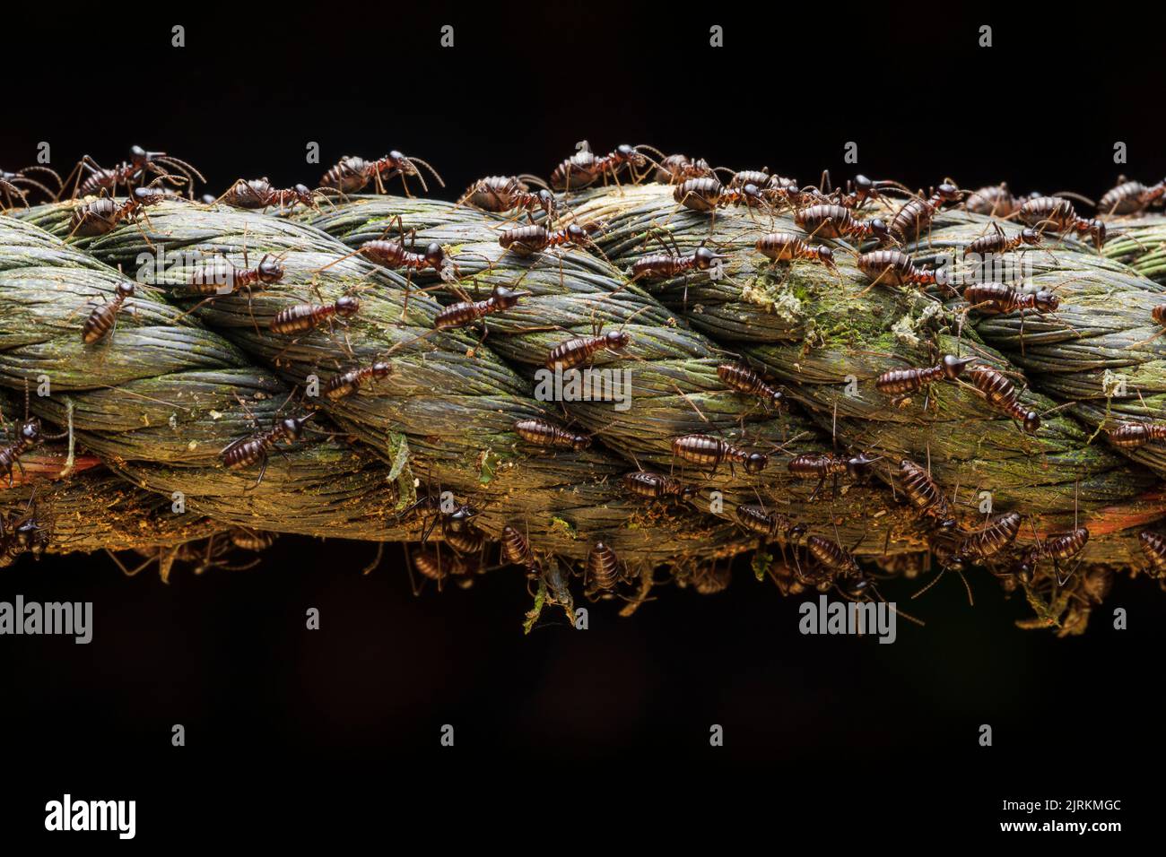 Longipeditermes longipes: Termites crawling through a rope over dark ...