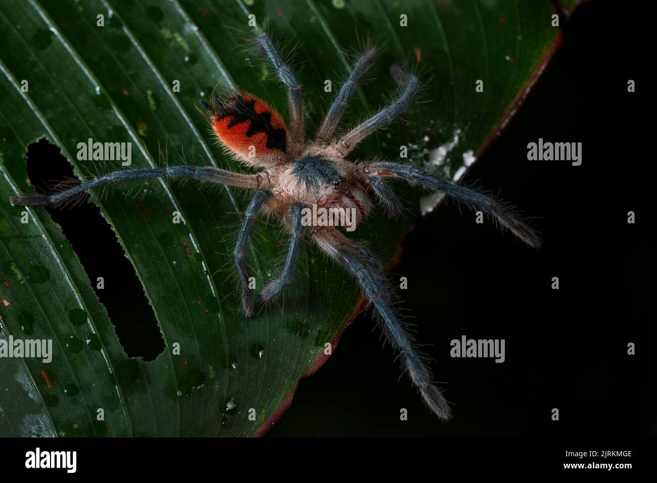 Poisonous Tarantula on green leaf over dark background. Pamphobeteus ...