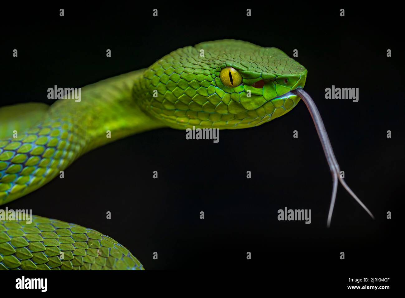 Popeia nebularis: Venomous Viper Snake from Borneo, Malaysia Stock ...