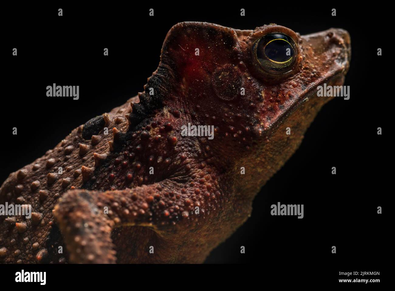 Panacanthus cuspidatus: Toad from Ecuador over dark background Stock ...