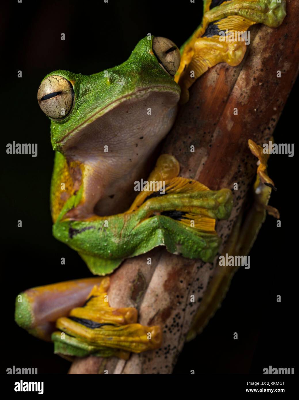 S flying frog hi-res stock photography and images - Alamy