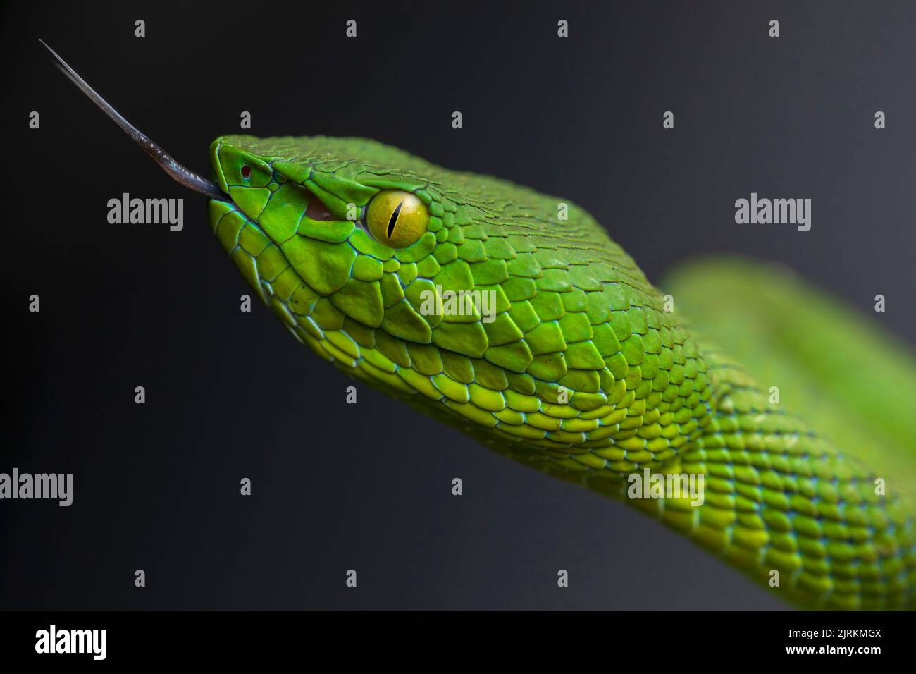 Popeia nebularis: Venomous Viper Snake from Borneo, Malaysia Stock ...