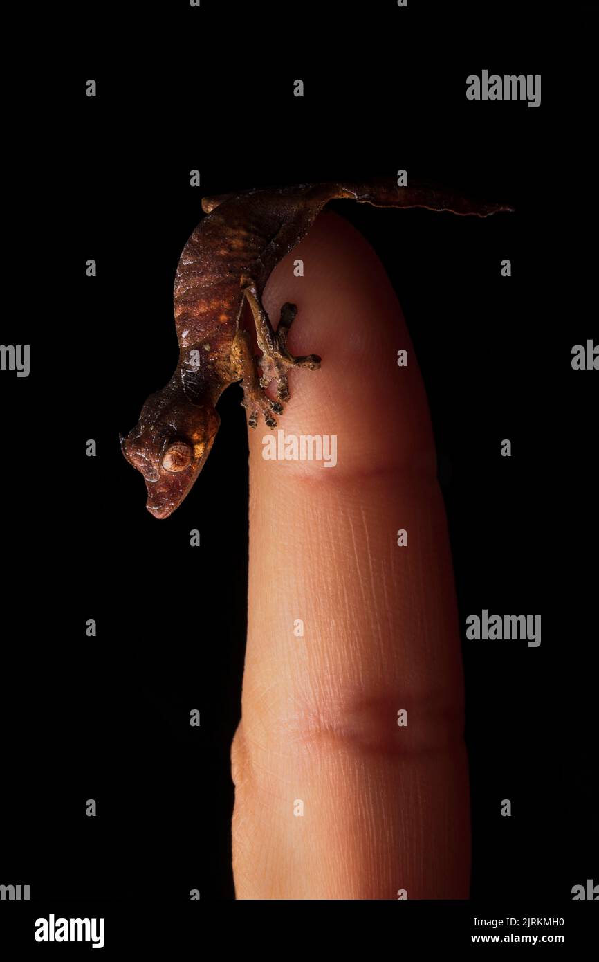 Uroplatus phantasticus: Gecko from Madagascar over dark background on a ...