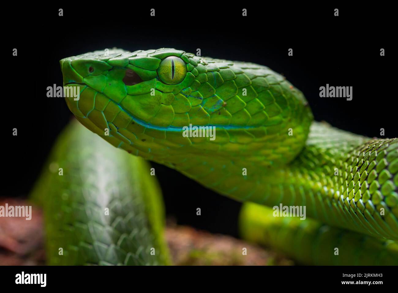 Popeia nebularis: Venomous Viper Snake from Borneo, Malaysia Stock ...