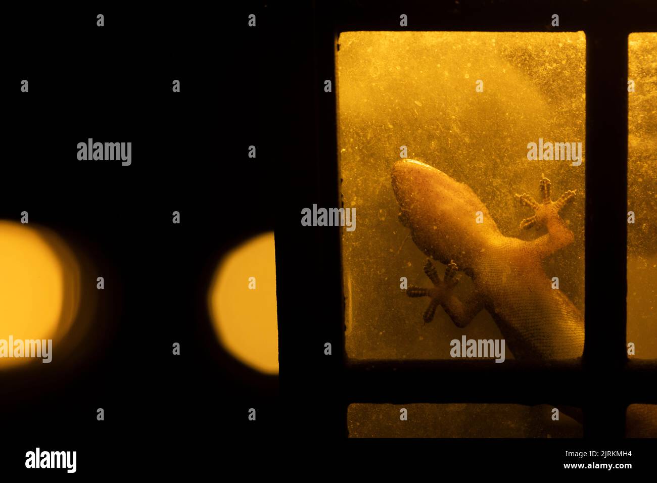 Hemidactylus spp: Gecko from Madagascar crawling on window Stock Photo ...