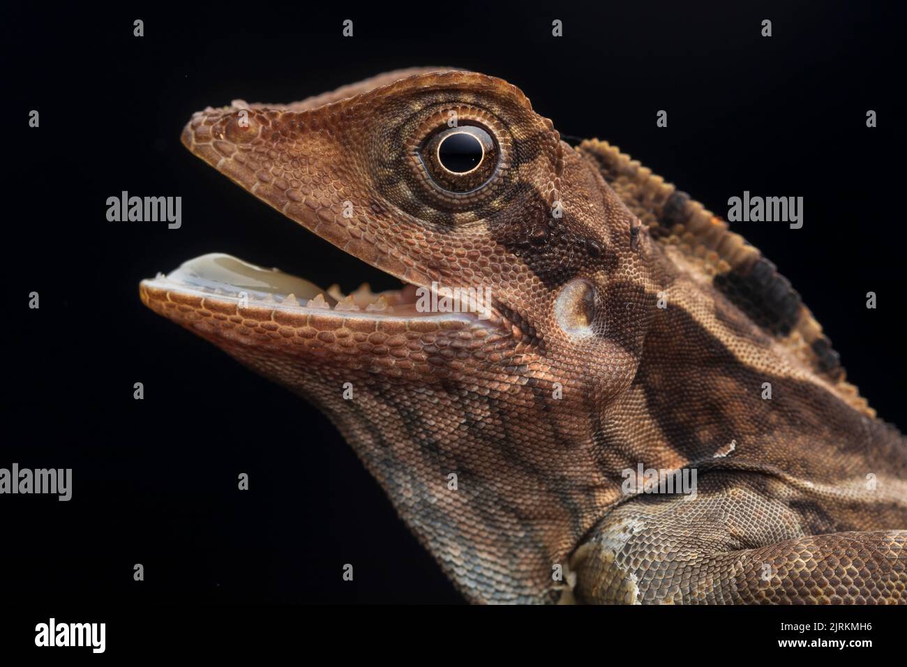 Gonocephalus grandis. Lizard with open mouth over dark background Stock ...