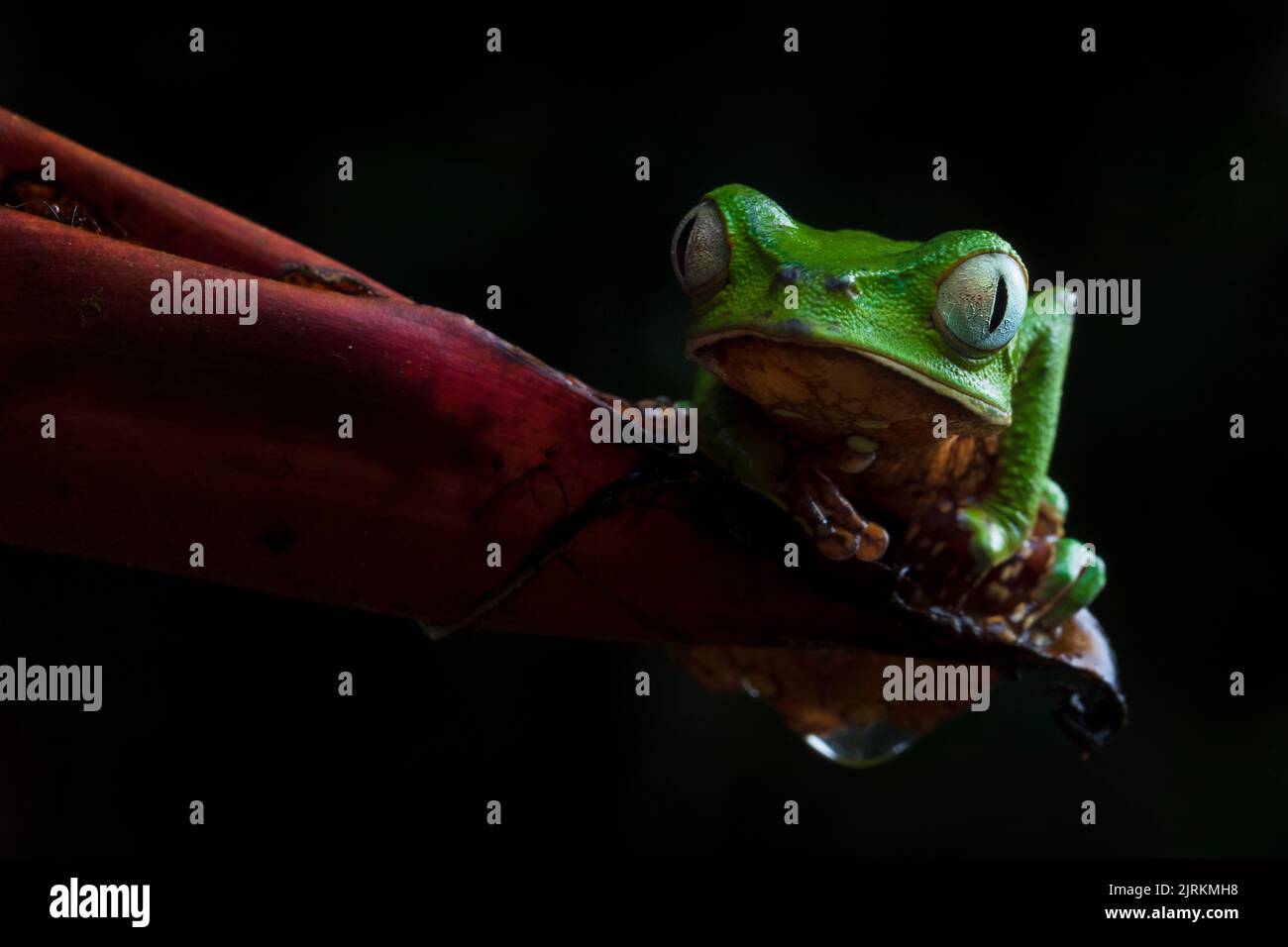 Vector spp hi-res stock photography and images - Alamy