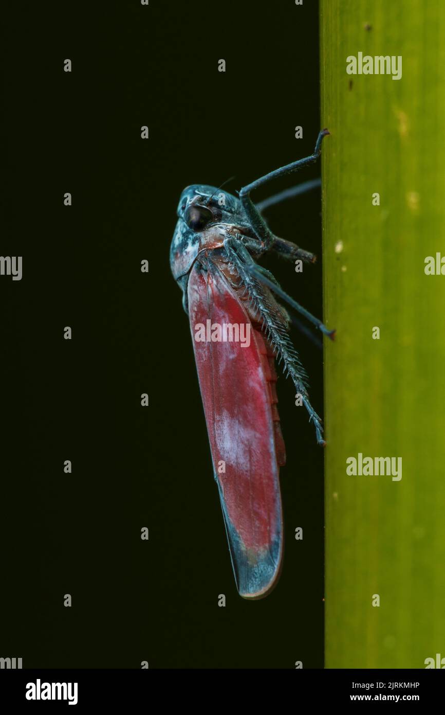 Wildland background hi-res stock photography and images - Alamy