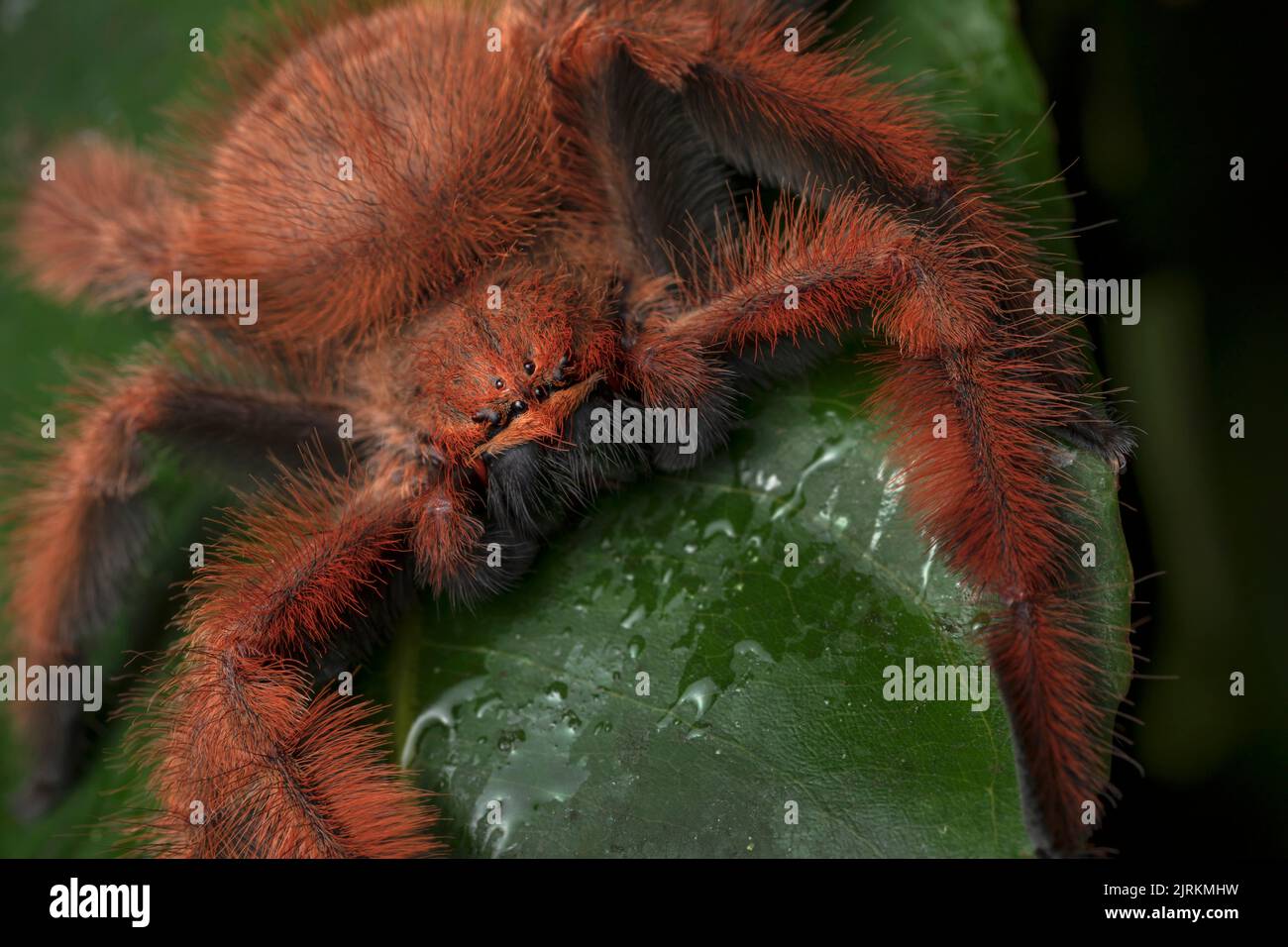 Megaloremmius leo: Red Giant Spider from Ecuador Stock Photo - Alamy