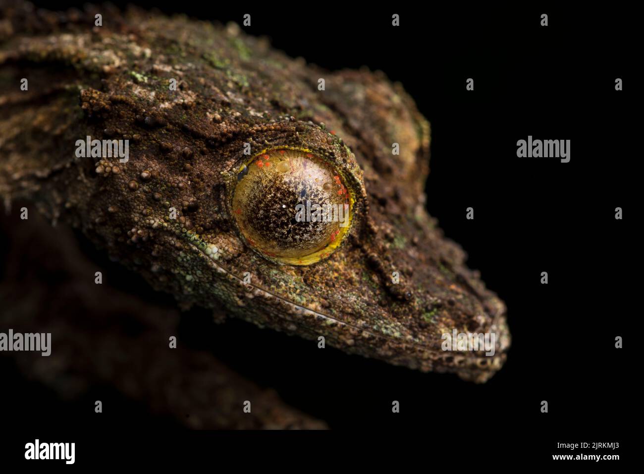 Devil gecko hi-res stock photography and images - Alamy