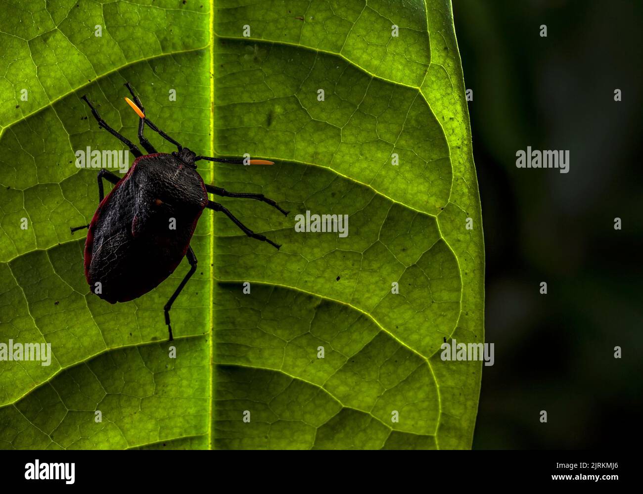 Biodiversitymantis hi-res stock photography and images - Alamy