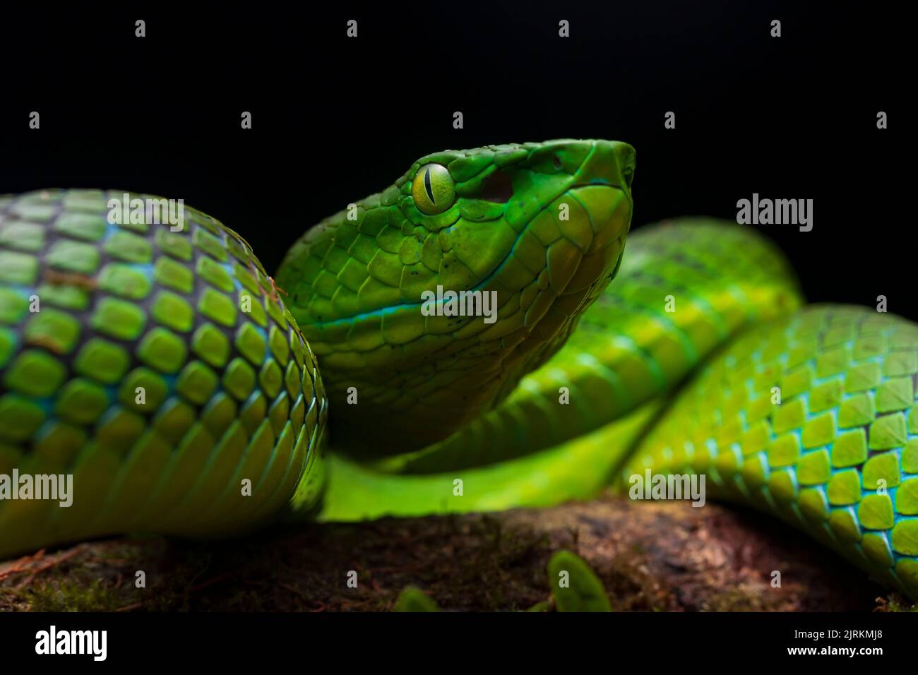 Popeia nebularis: Venomous Viper Snake from Borneo, Malaysia Stock ...