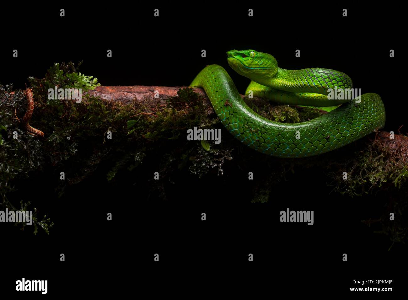 Popeia nebularis: Venomous Viper Snake from Borneo, Malaysia Stock ...