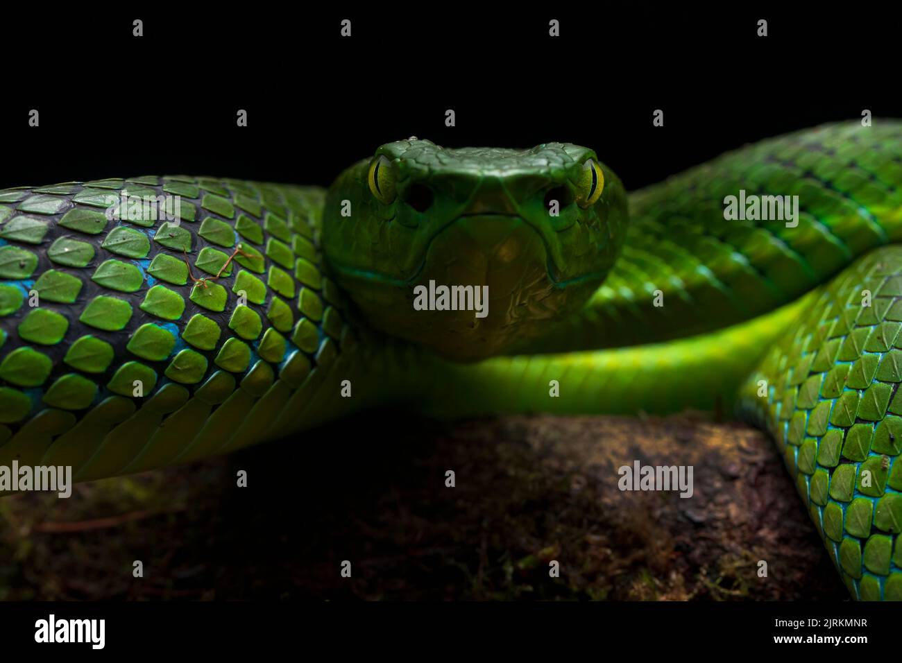 Popeia nebularis: Venomous Viper Snake from Borneo, Malaysia Stock ...