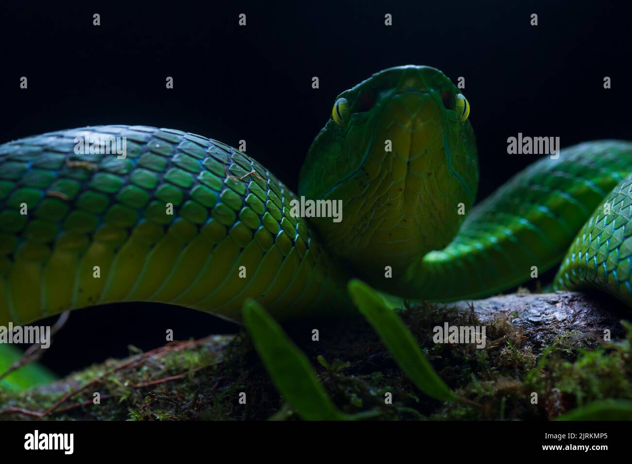 Popeia nebularis: Venomous Viper Snake from Borneo, Malaysia Stock ...