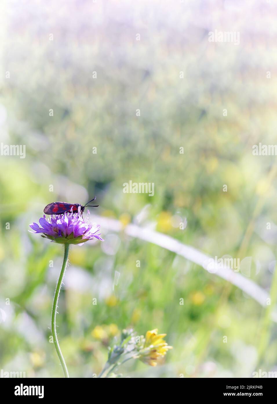Postcard summer. A bug on a wildflower. Meadow flower in the grass ...
