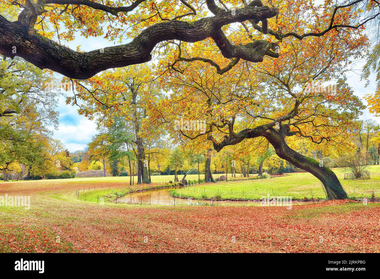Breathtaking autumn landscape with old oak trees in Muskau Park. UNESCO ...