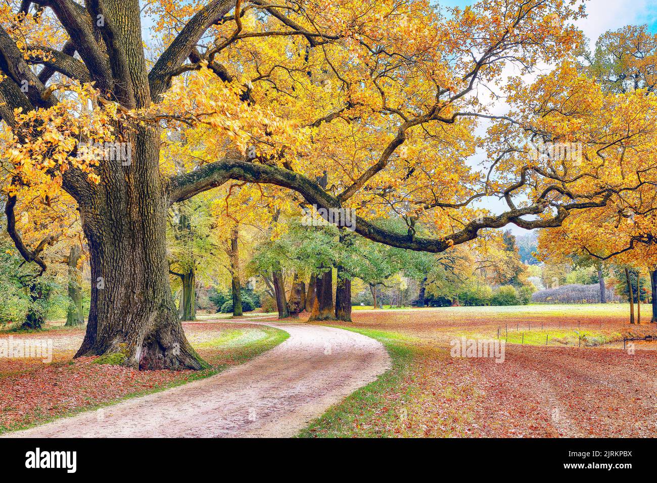 Amazing autumn landscape with old oak trees in Muskau Park. UNESCO ...