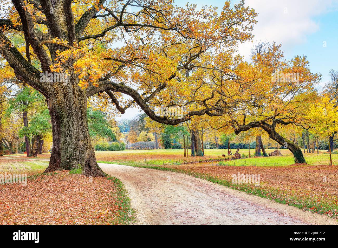 Breathtaking autumn landscape with old oak trees in Muskau Park. UNESCO ...