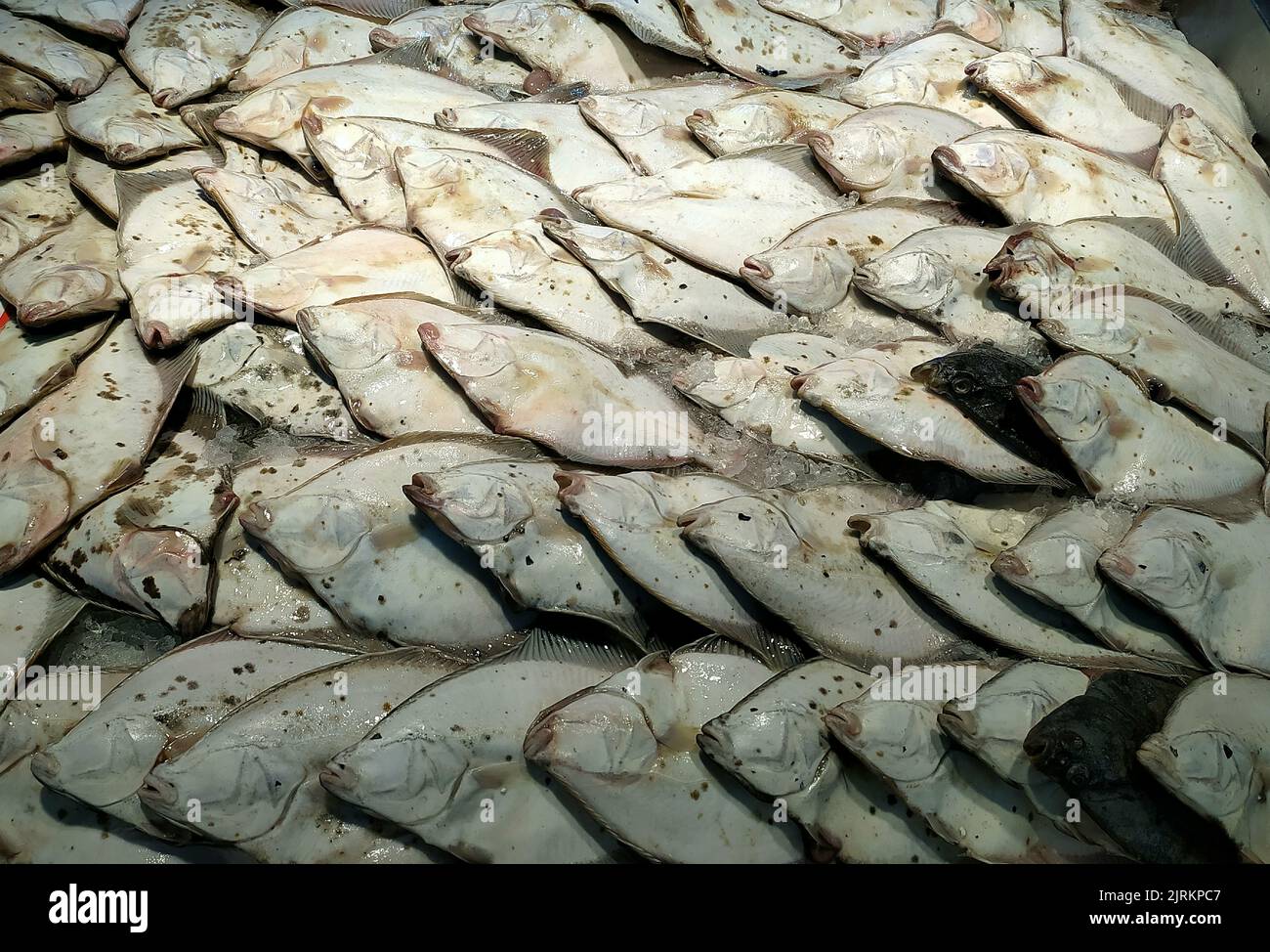 Fish pavilion of the Central Market in Riga. Chilled flounder Stock ...