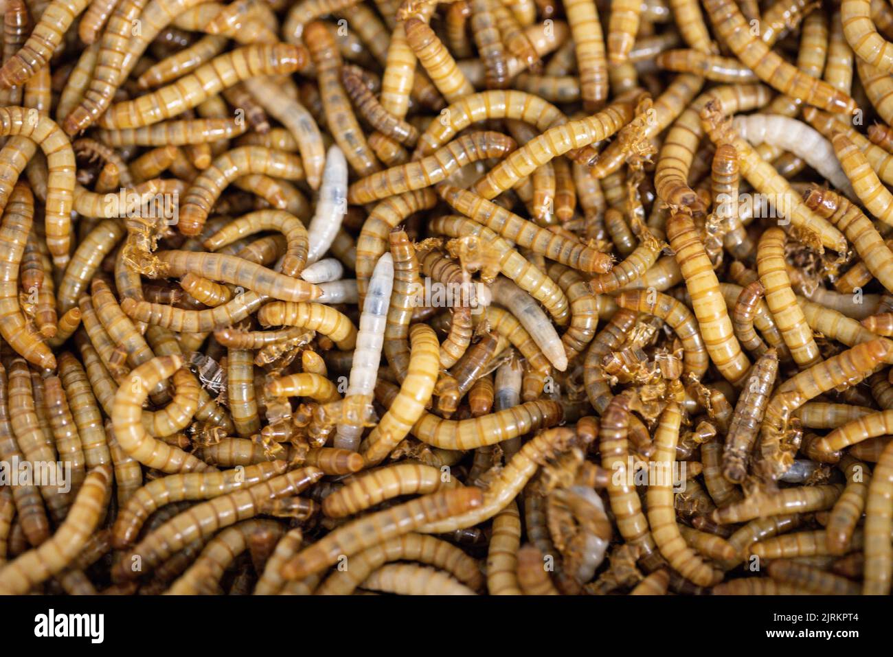 Site of the company Ynsect in Damparis, near Dole, in the Jura ...