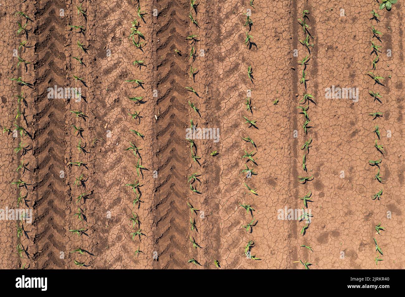 Corn field top angle hi-res stock photography and images - Alamy