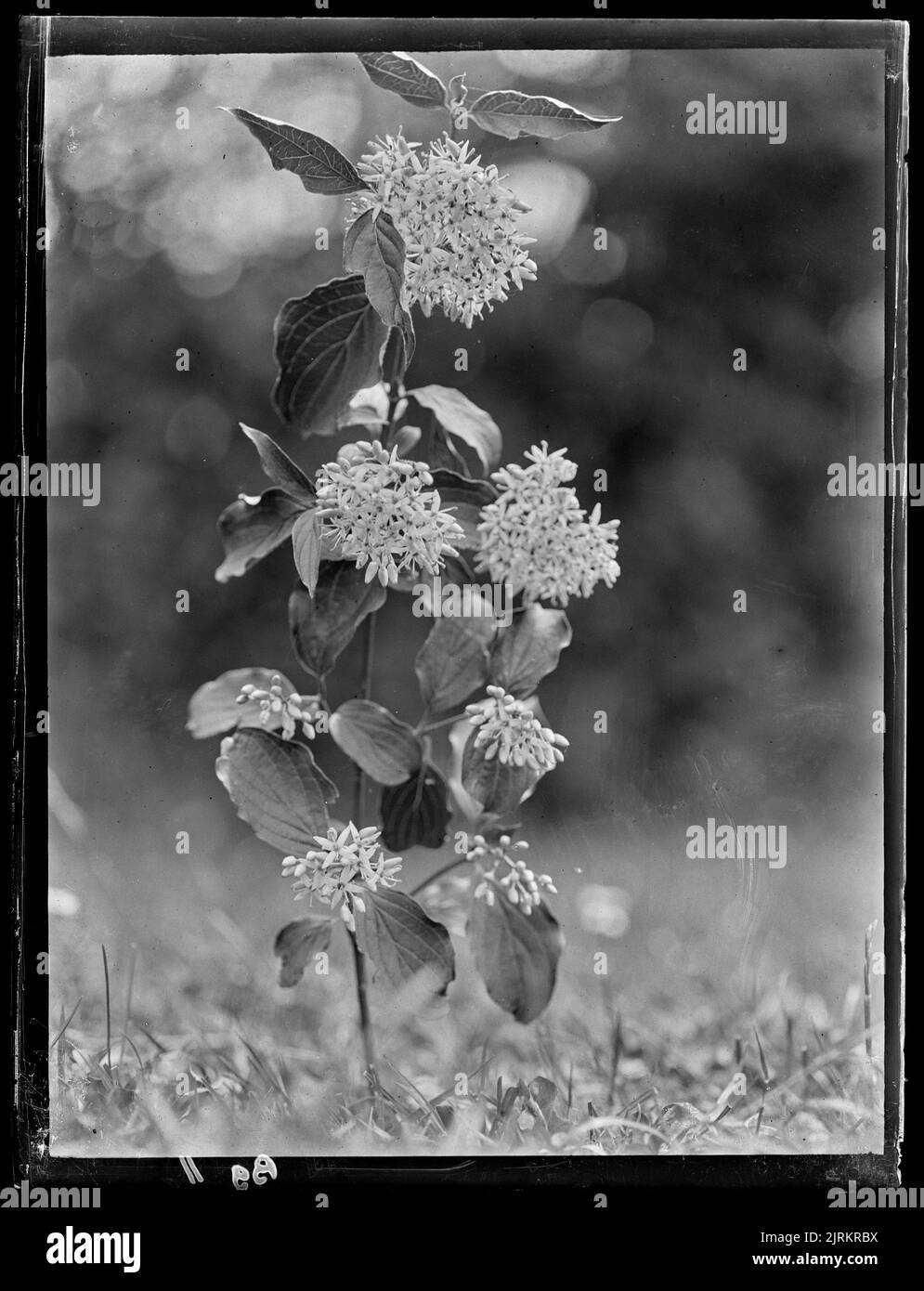 Botanical flowering Black and White Stock Photos & Images - Alamy