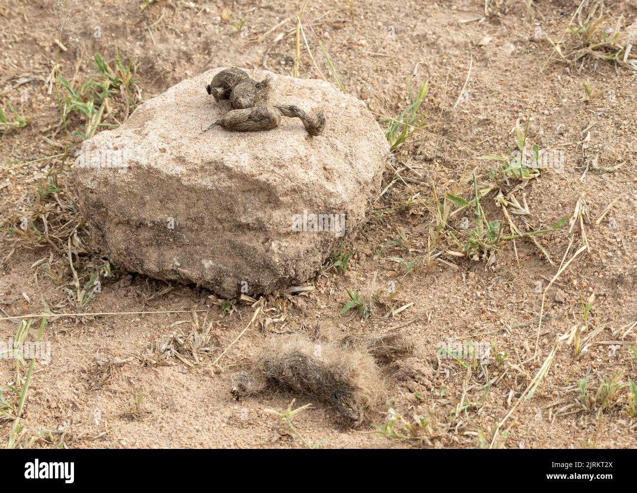 As a leopard patrolled her territory during the night she left scats ...