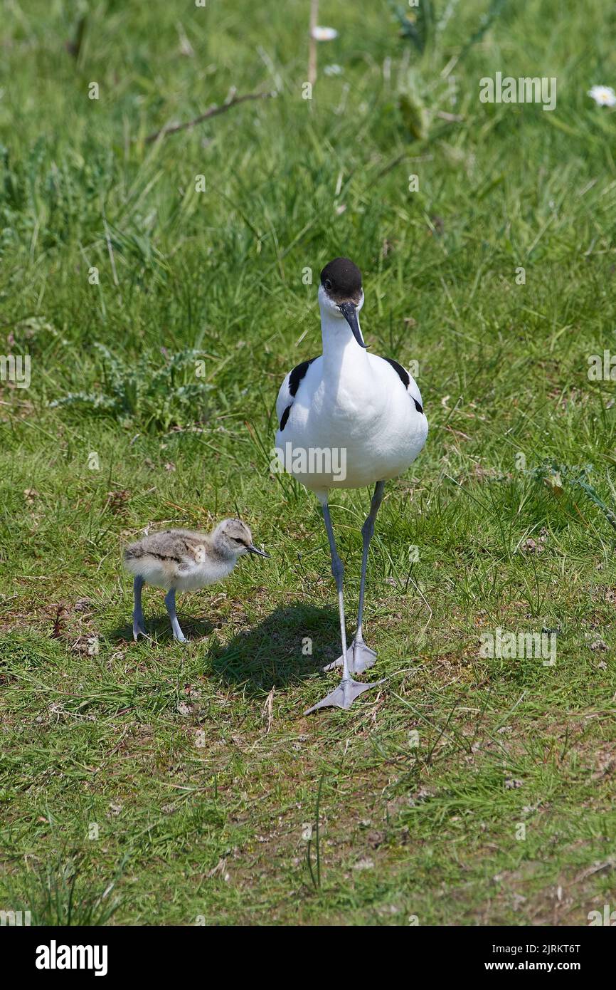 Recurvirostra avosetta, Säbelschnäbler, pied avocet, Katinger Watt ...