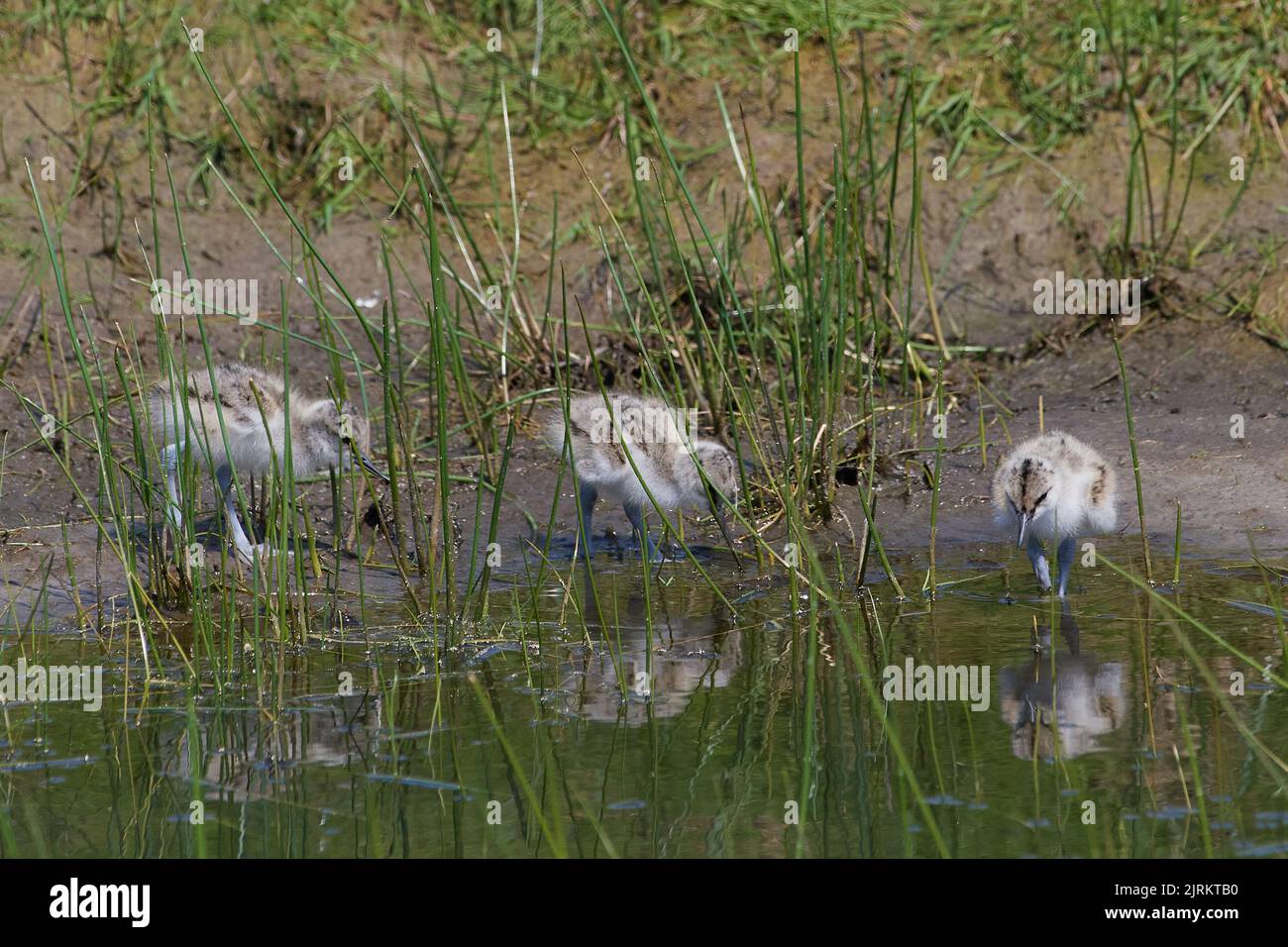 Recurvirostra avosetta, Säbelschnäbler, pied avocet, Katinger Watt ...