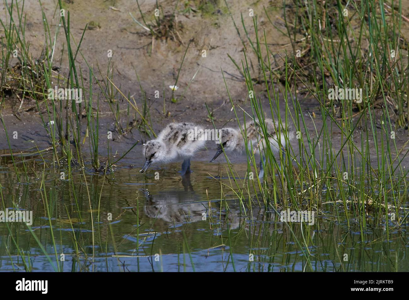 Recurvirostra avosetta, Säbelschnäbler, pied avocet, Katinger Watt ...