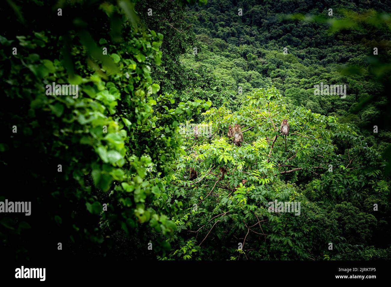 A group of monkeys on tall green branches in a jungle Stock Photo - Alamy