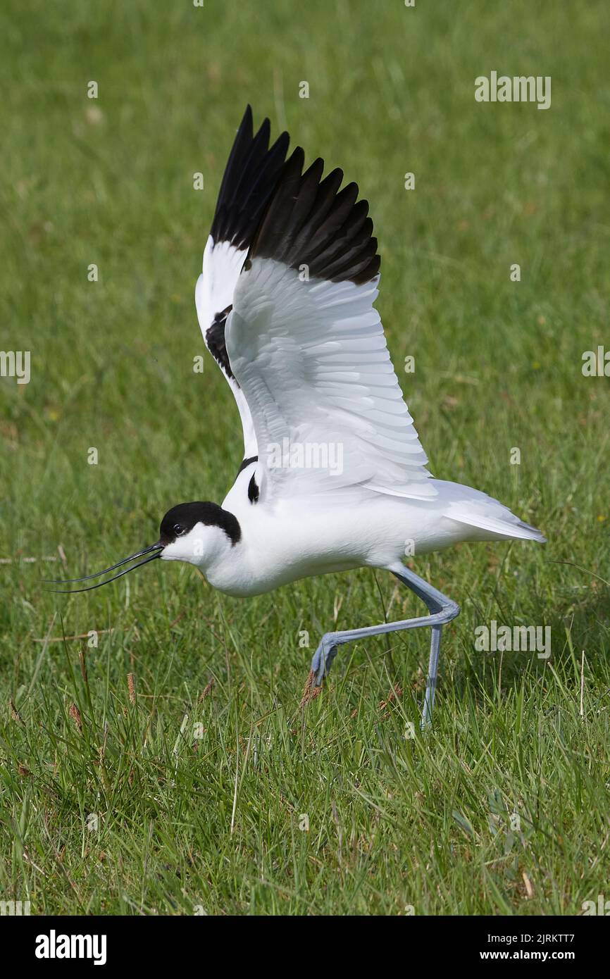 Recurvirostra avosetta, Säbelschnäbler, pied avocet, Katinger Watt ...