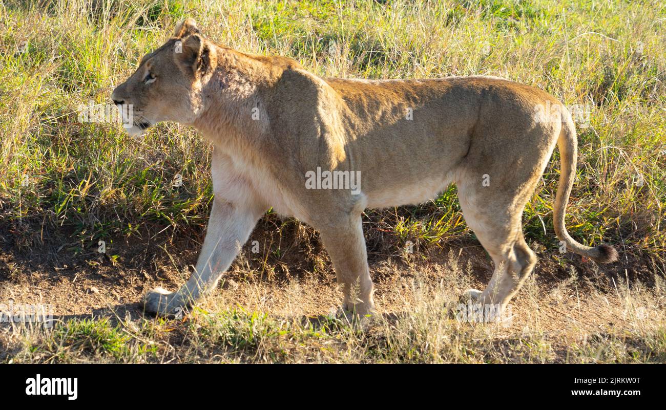 Lead Lioness in the Pride beginning to hunt a Warthog Stock Photo - Alamy