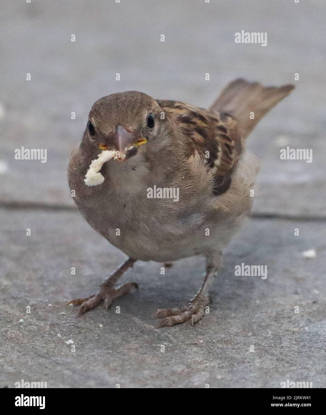 A vertical closeup shot of a common sparrow with food in its beak Stock ...