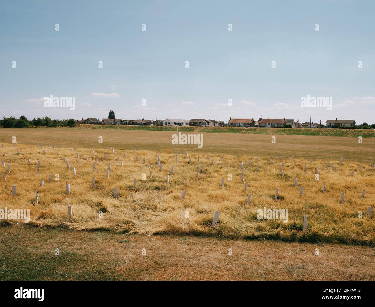 Smallgains playing fields with brown dry grass and new tree plantings ...