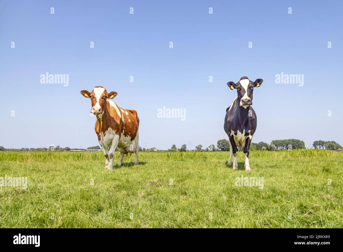 Cows diversity, black and red spotted on white, two grazing in a grass ...