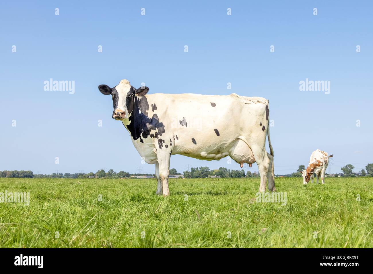 Cute cow standing on green grass in a meadow, pasture and a blue sky ...